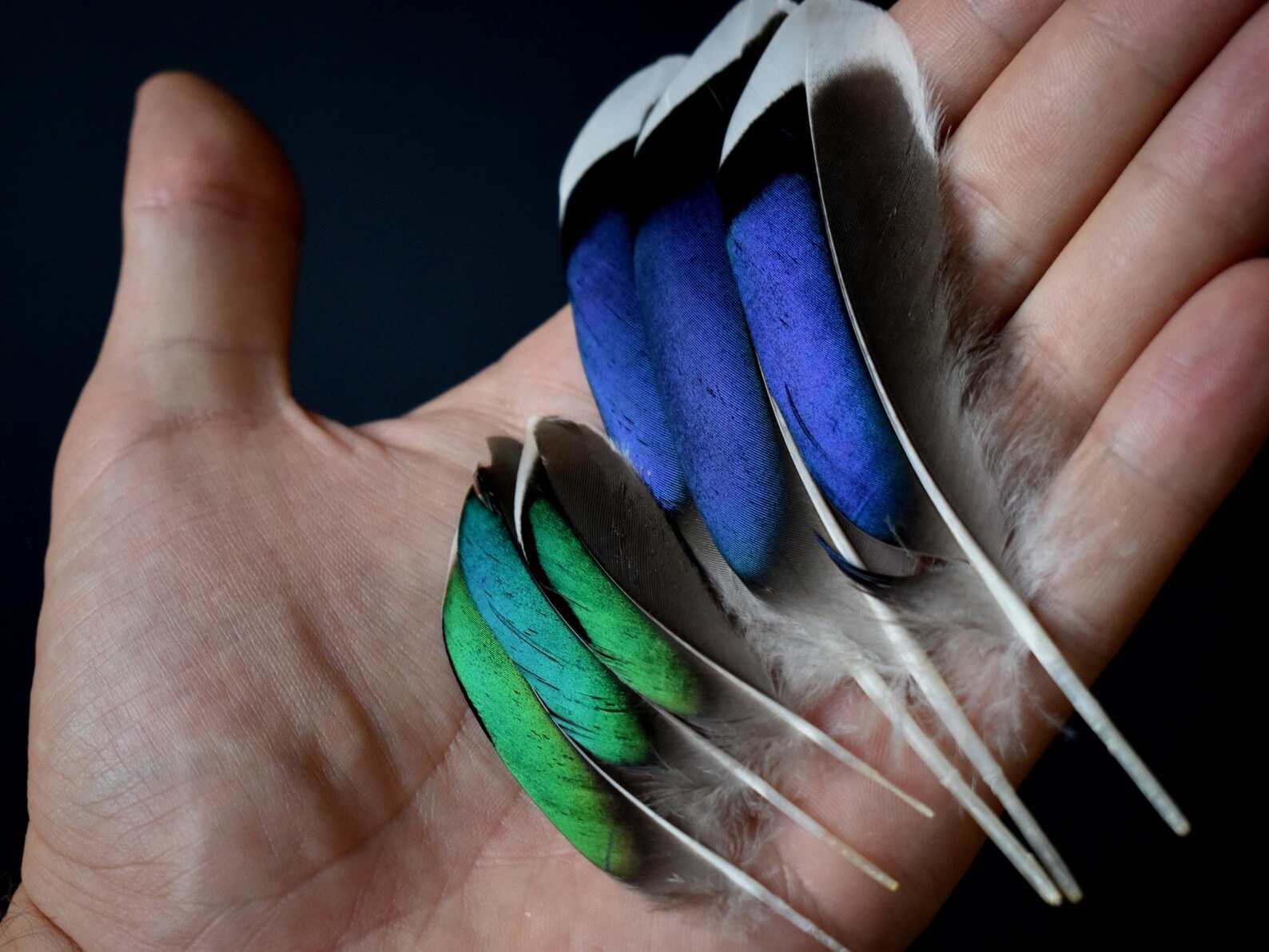 Teal duck feathers emerald green 5 centimetres. | Etsy