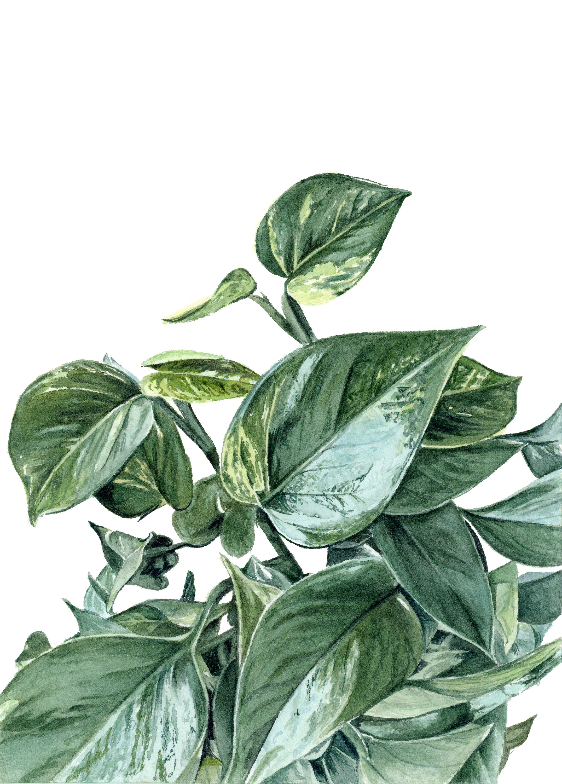 Pothos Watercolor Painting | Watercolor Print | Giclee Print | Foliage ...