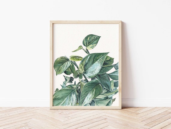 Pothos Watercolor Painting Watercolor Print Giclee Print - Etsy