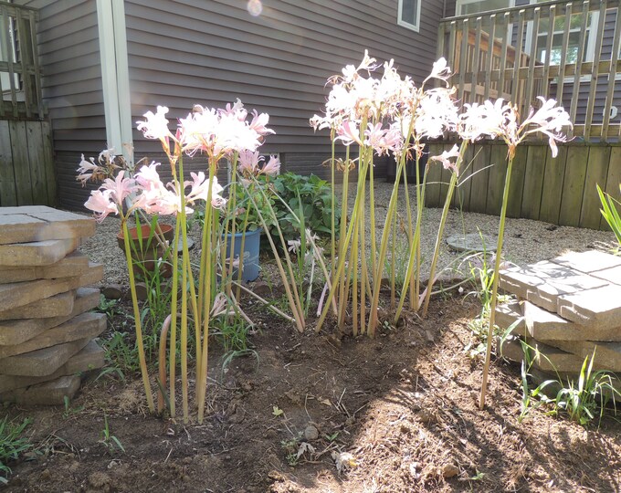 6 Surprise Lily Bulbs 1/2 Dozen Vintage Heirloom Bulb From - Etsy