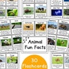 30 ANIMAL FACTS | Flashcards | Farm Animals | Zoo Animals | Wildlife ...