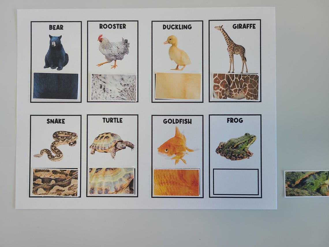 Animal Print | Matching Sorting Activity | Animal Activities | Busy ...