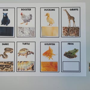 Animal Print | Matching Sorting Activity | Animal Activities | Busy ...