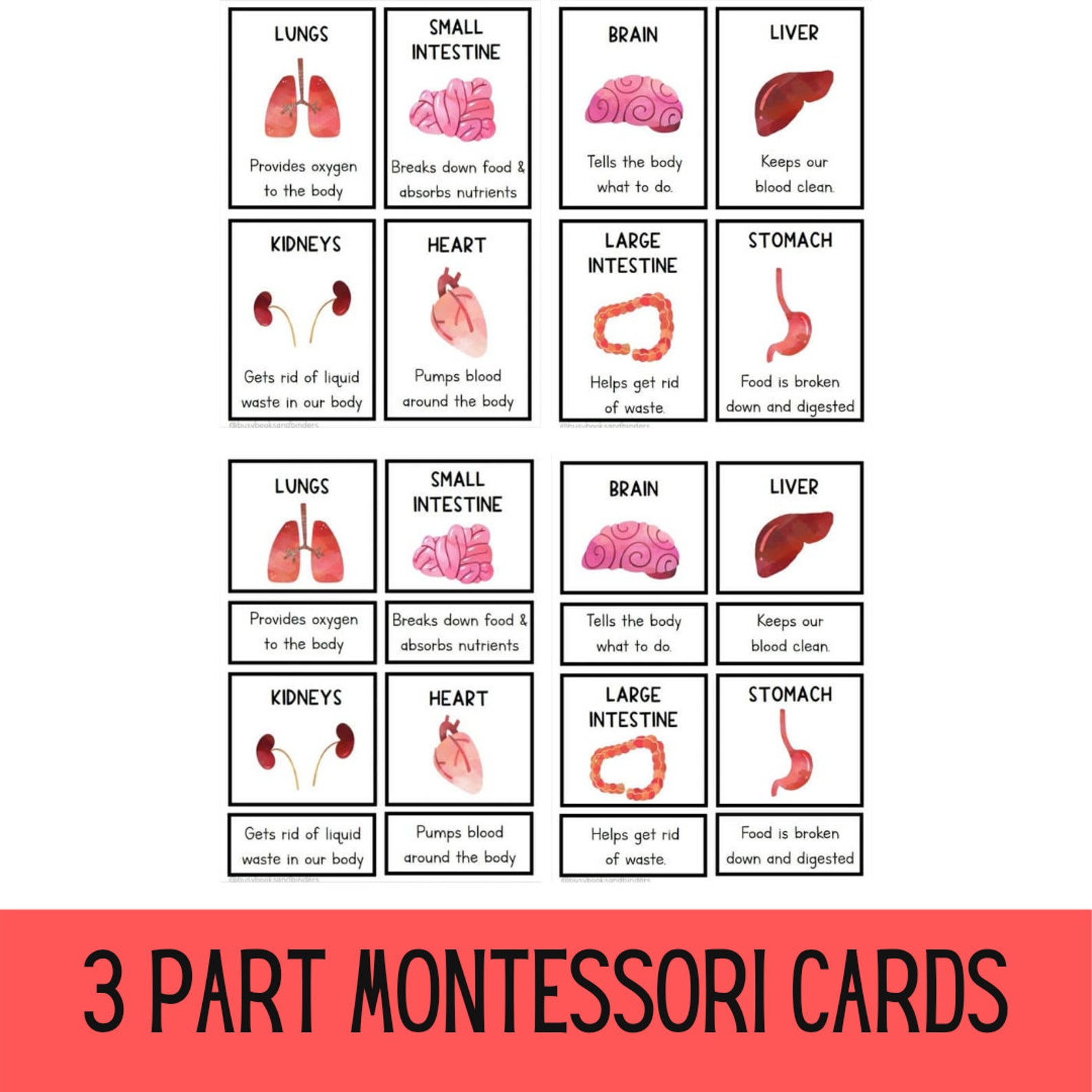 Human Anatomy Body Parts Body Organs Montessori Cards | Etsy