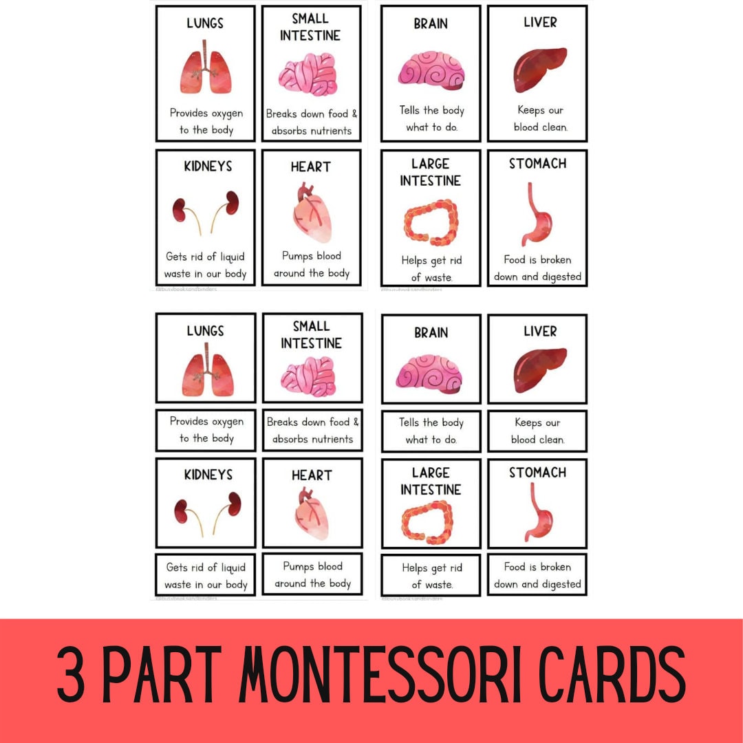 Human Anatomy Body Parts Body Organs Montessori Cards | Etsy