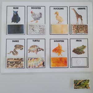 Animal Print | Matching Sorting Activity | Animal Activities | Busy ...