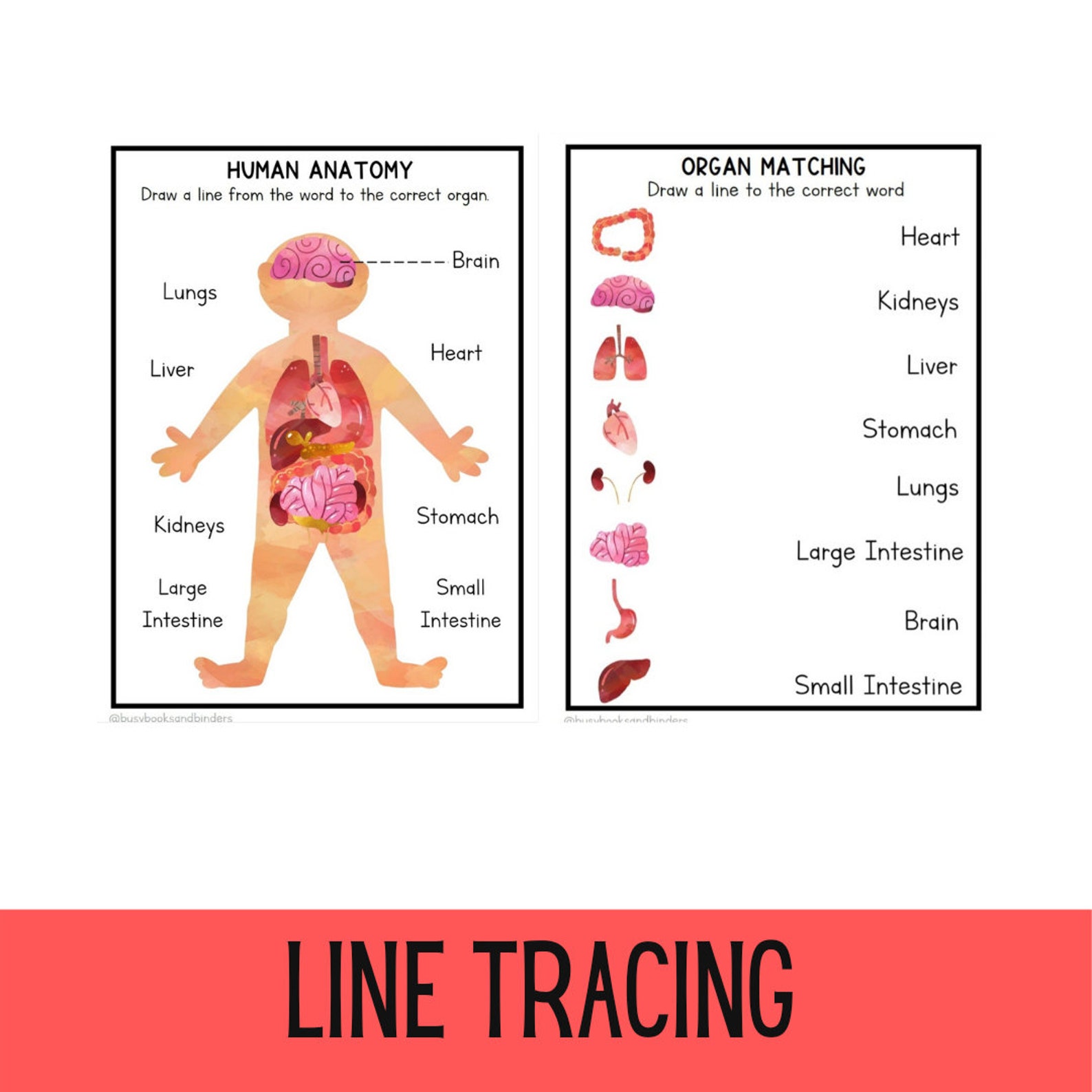 Human Anatomy Body Parts Body Organs Montessori Cards | Etsy