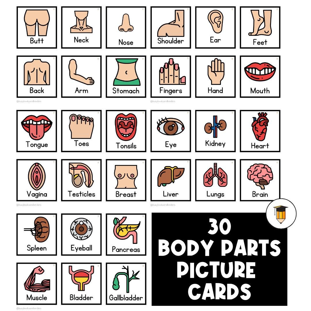 30 Body Parts | Picture Cards | Anatomy | Human Body | Human Organs ...