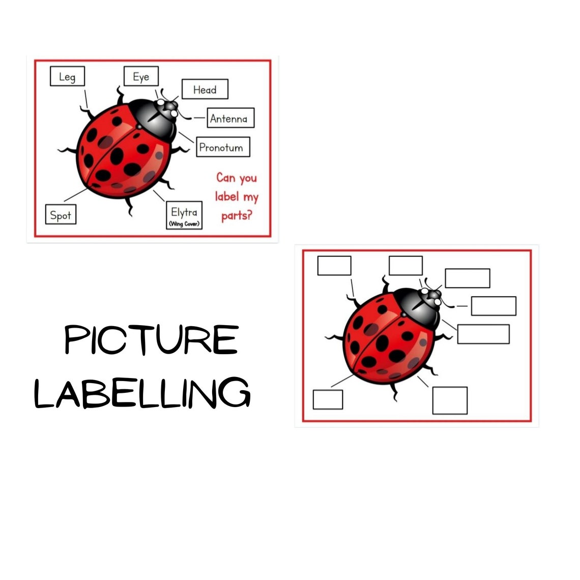 Ladybug Activity Pack Counting Numbers Alphabet Matching - Etsy