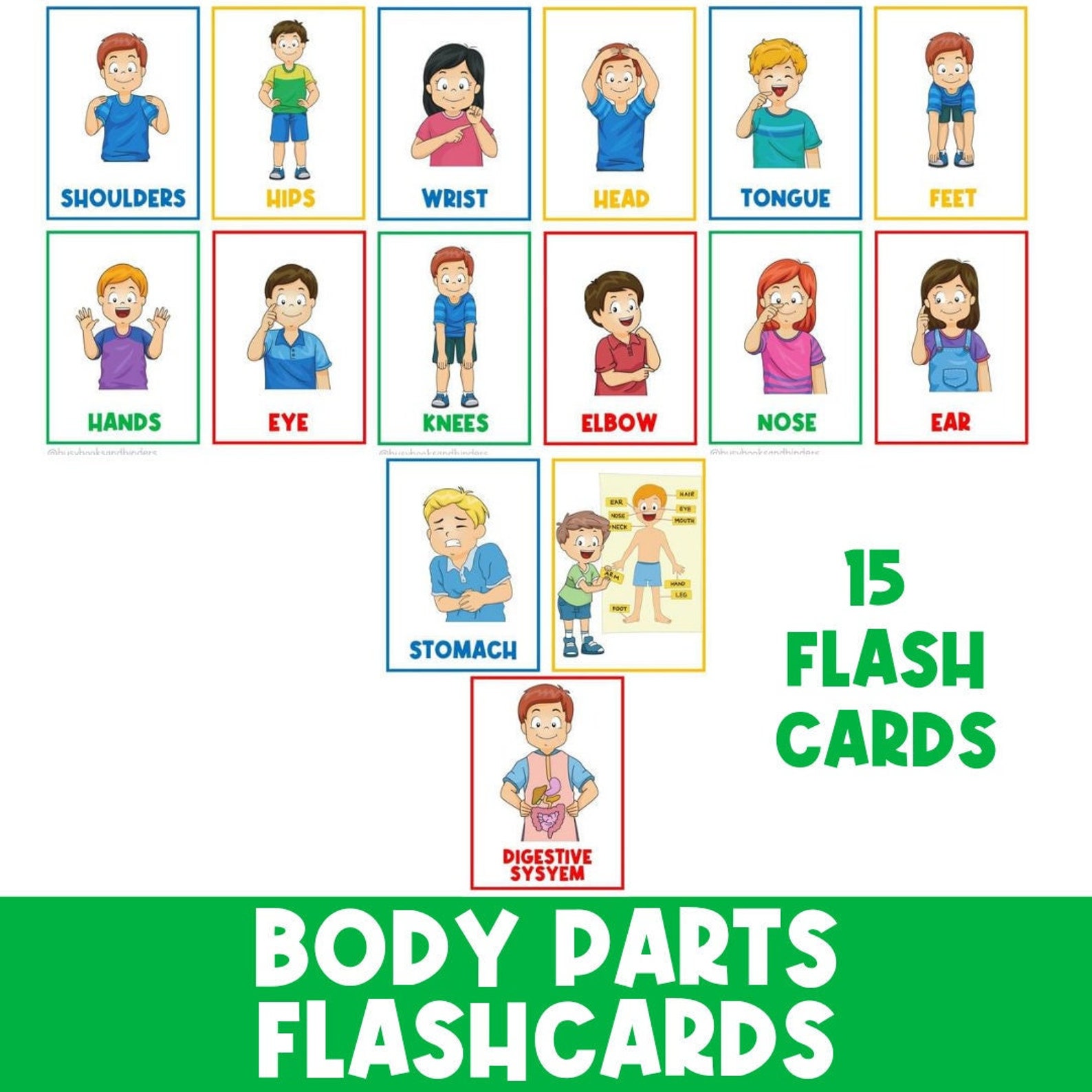 Body Parts | Human Anatomy | Body Organs | Montessori Cards | Flash ...