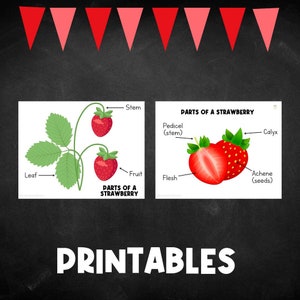 STRAWBERRY Bulletin Board | Summer Theme | Visual Schedule | Display ...