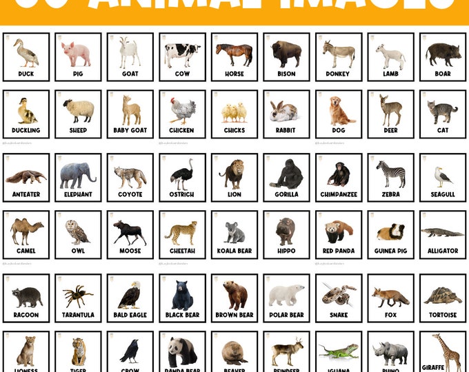 Ultimate Animal Flashcard Collection 114 Zoo Animal Flashcards ...