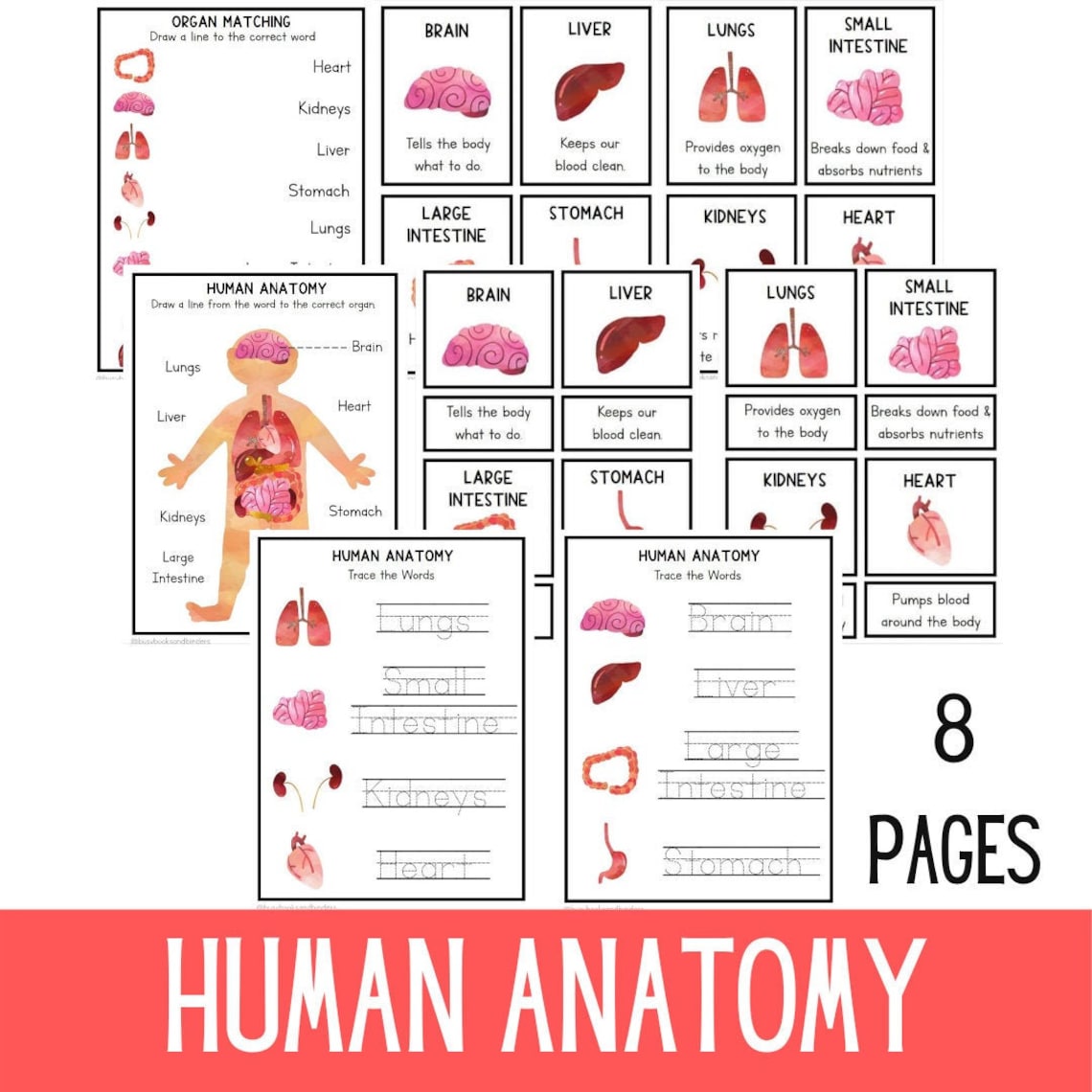 Human Anatomy | Body Parts | Body Organs | Montessori Cards | Flash ...