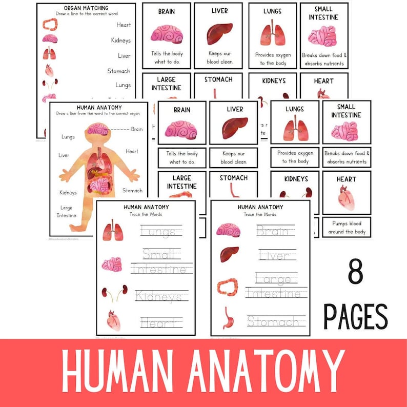 Human Anatomy Body Parts Body Organs Montessori Cards - Etsy