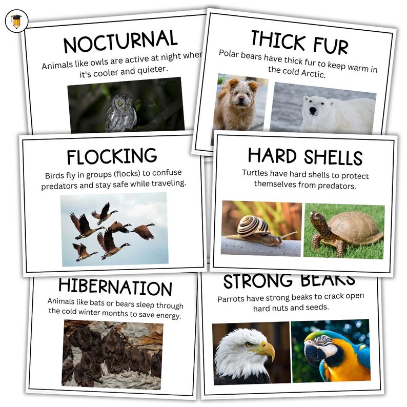 Animal Adaptation | Animal Lesson Plan | Poster | Farm Animals | Zoo ...