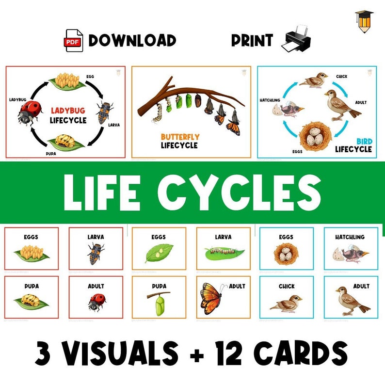 Stages and Lifecycle Picture Sequencing Nature Bugs - Etsy