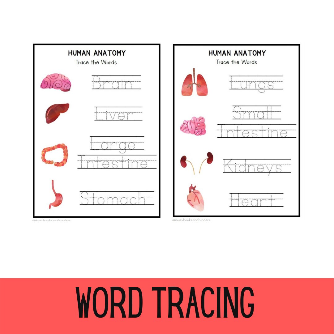 Human Anatomy Body Parts Body Organs Montessori Cards | Etsy