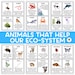 30 ANIMAL FACTS | Flashcards | Farm Animals | Zoo Animals | Wildlife ...