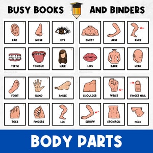 337 PICTURE CARDS | Colors | Numbers | Alphabet | Shapes | Animals ...