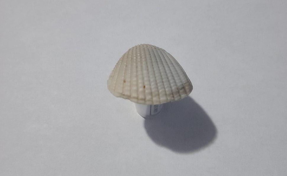 Evil Seashell Micro Geocaching Container - Etsy