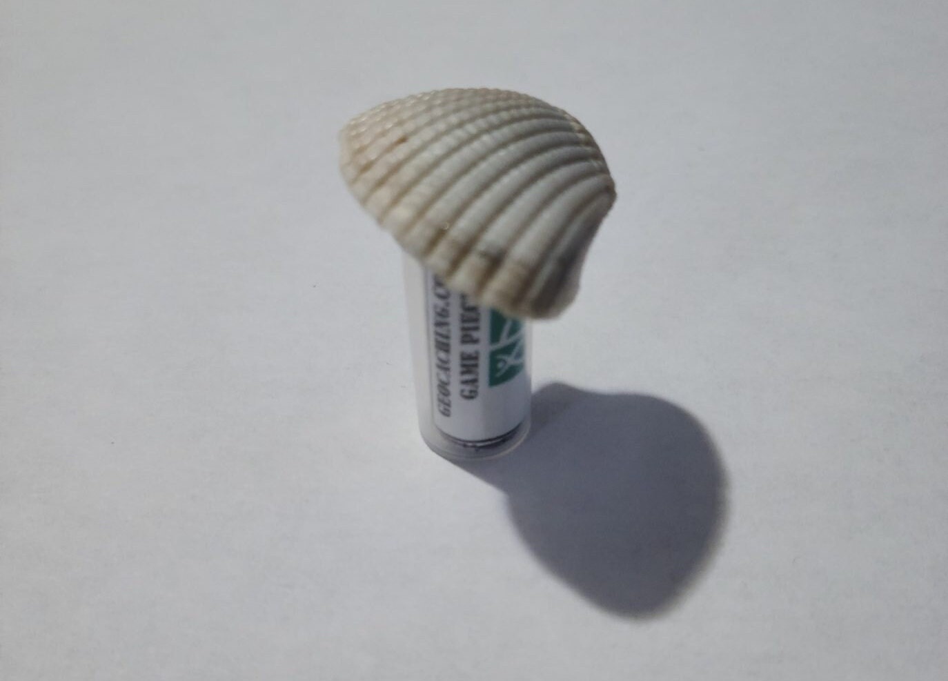 Evil Seashell Micro Geocaching Container - Etsy
