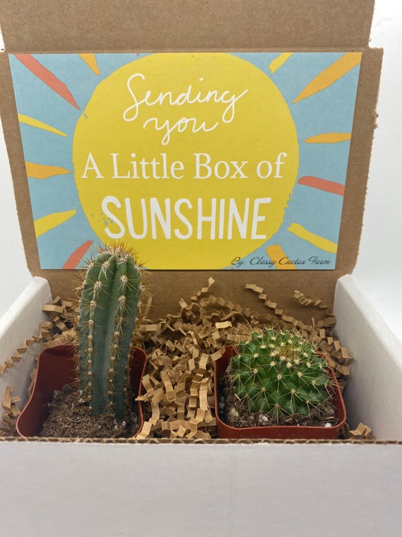 Cactus Gift Box Box of Sunshine set of 2 | Etsy