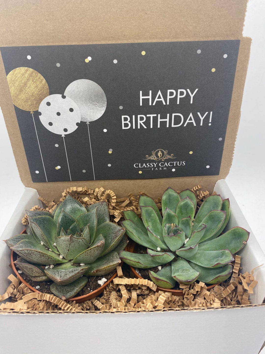 Succulent Gift Box Happy Birthday Balloon 2 Large Plants - Etsy