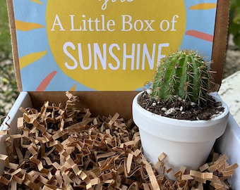 Cactus Box | Etsy