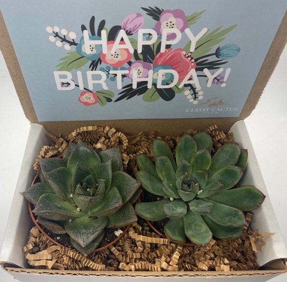 Succulent Gift Box Floral Happy Birthday 2 Large Plants 3 | Etsy