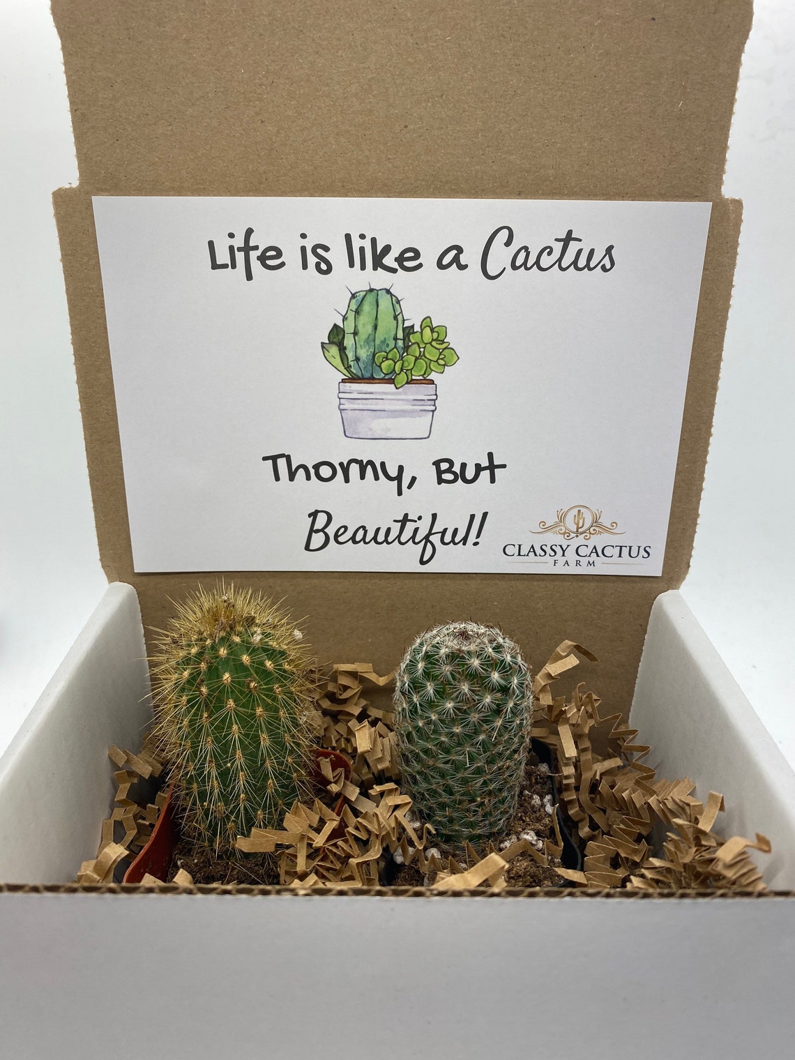 Cactus Gift Box Life is Like a Cactus... set of 2 - Etsy