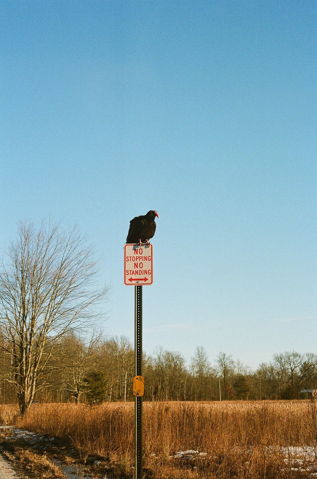 Vulture in the Great Swamp | January 2024 | 35mm Film Photo Print ...