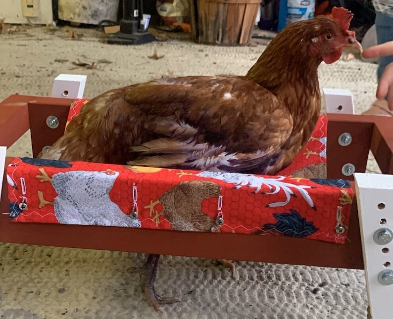 Chicken Wheelchair - Amish Made - Etsy