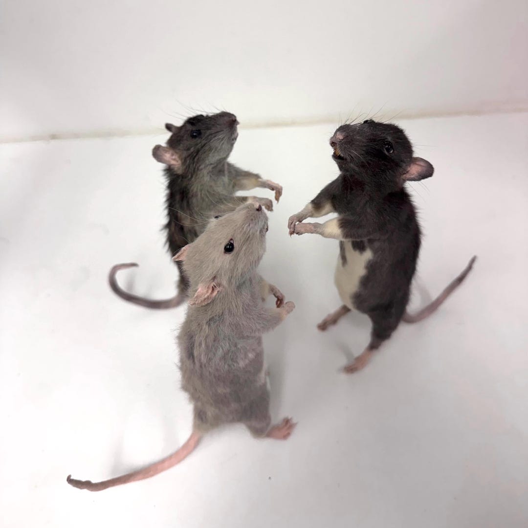 Taxidermy Standing “pet” Rat - Etsy