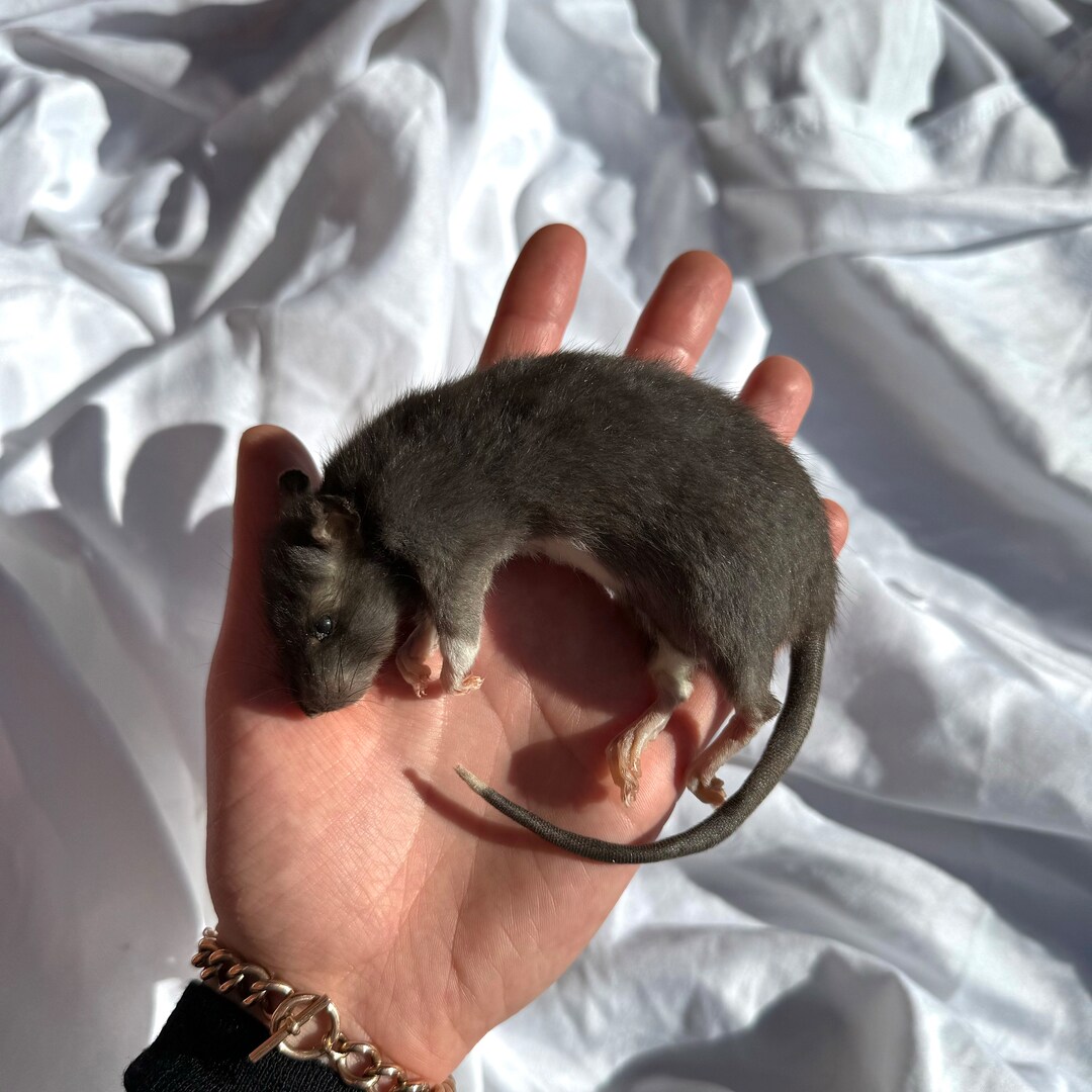 Taxidermy “pet” Rat - Etsy