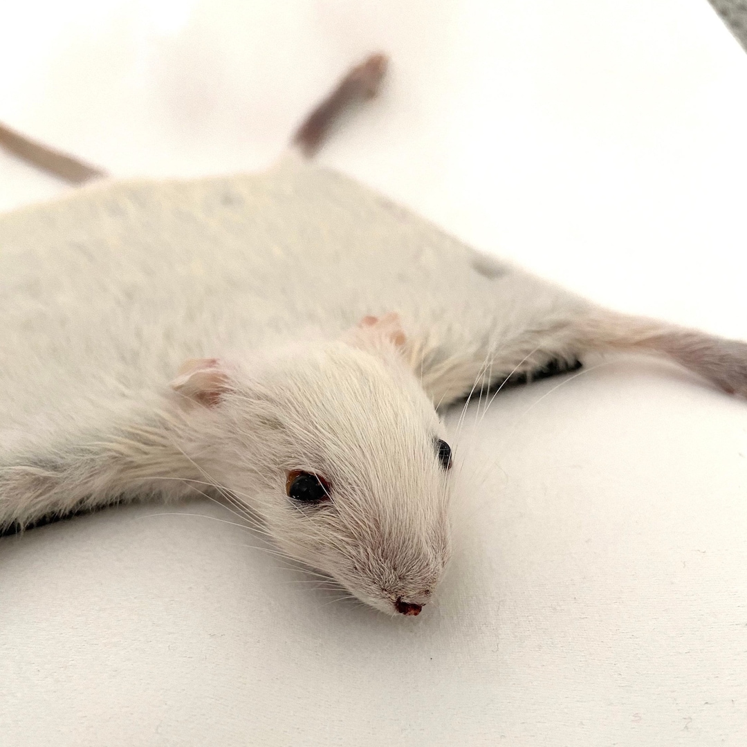 Taxidermy Rat Drink Coaster - Etsy New Zealand