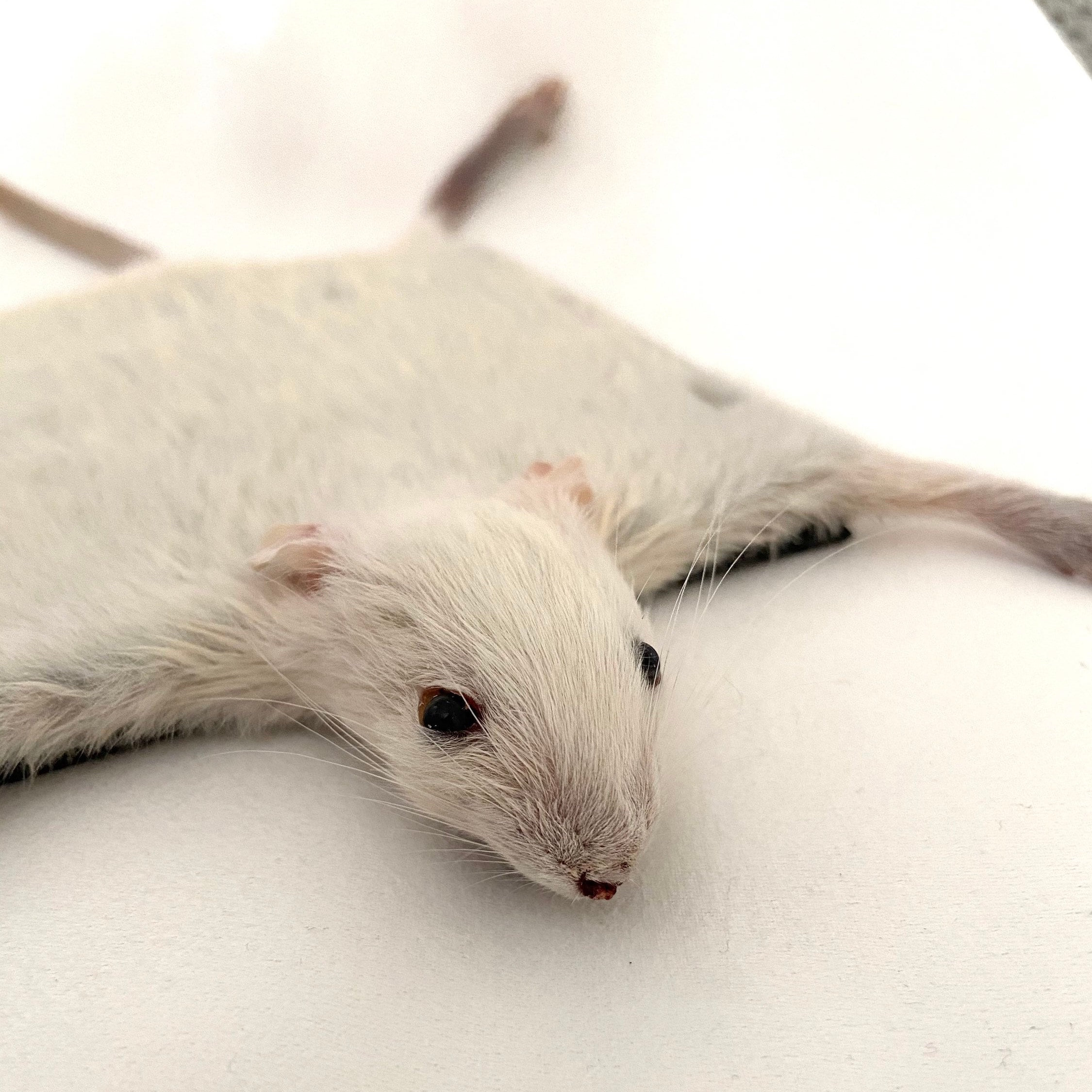 Taxidermy Rat Drink Coaster - Etsy New Zealand