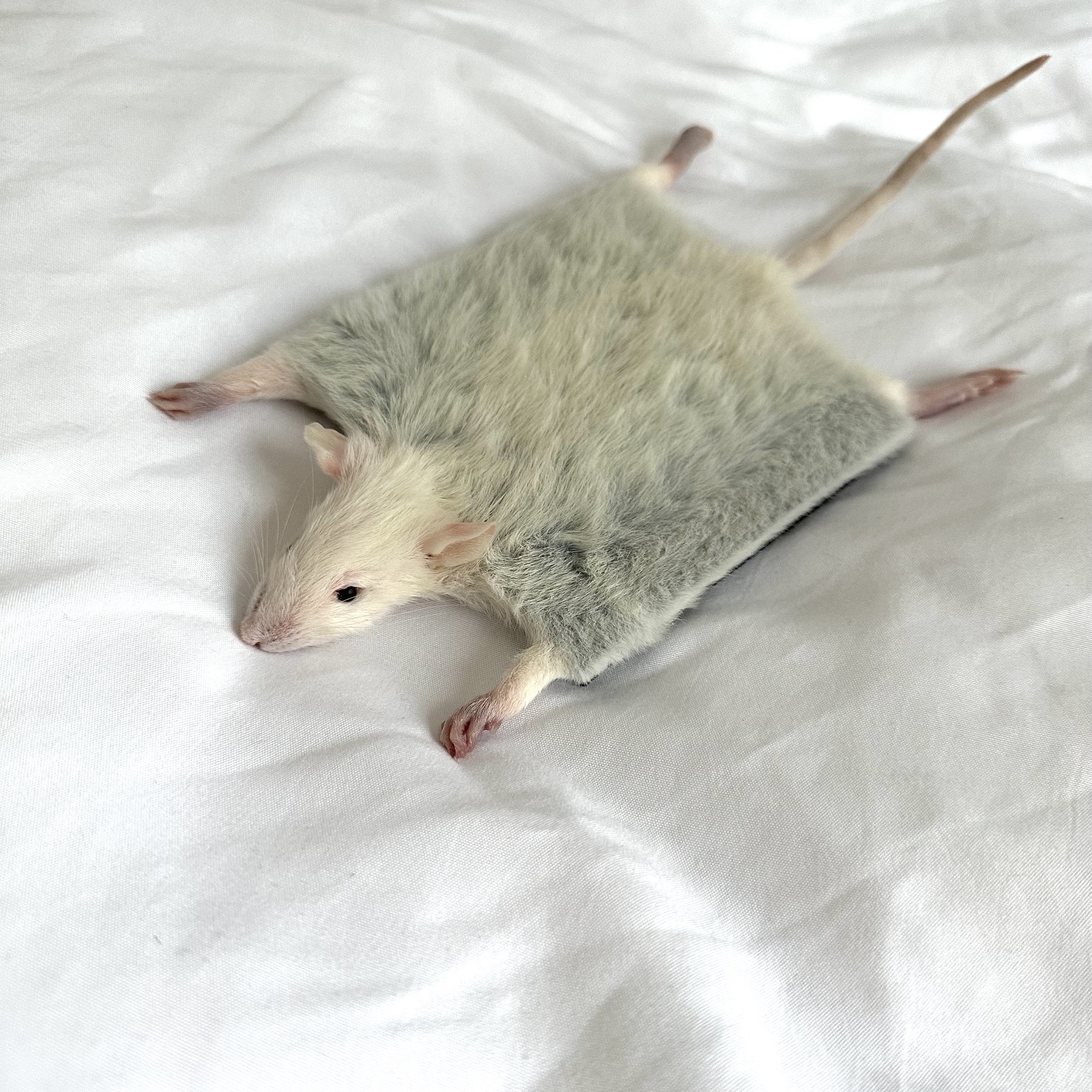 Taxidermy Rat Drink Coaster - Etsy