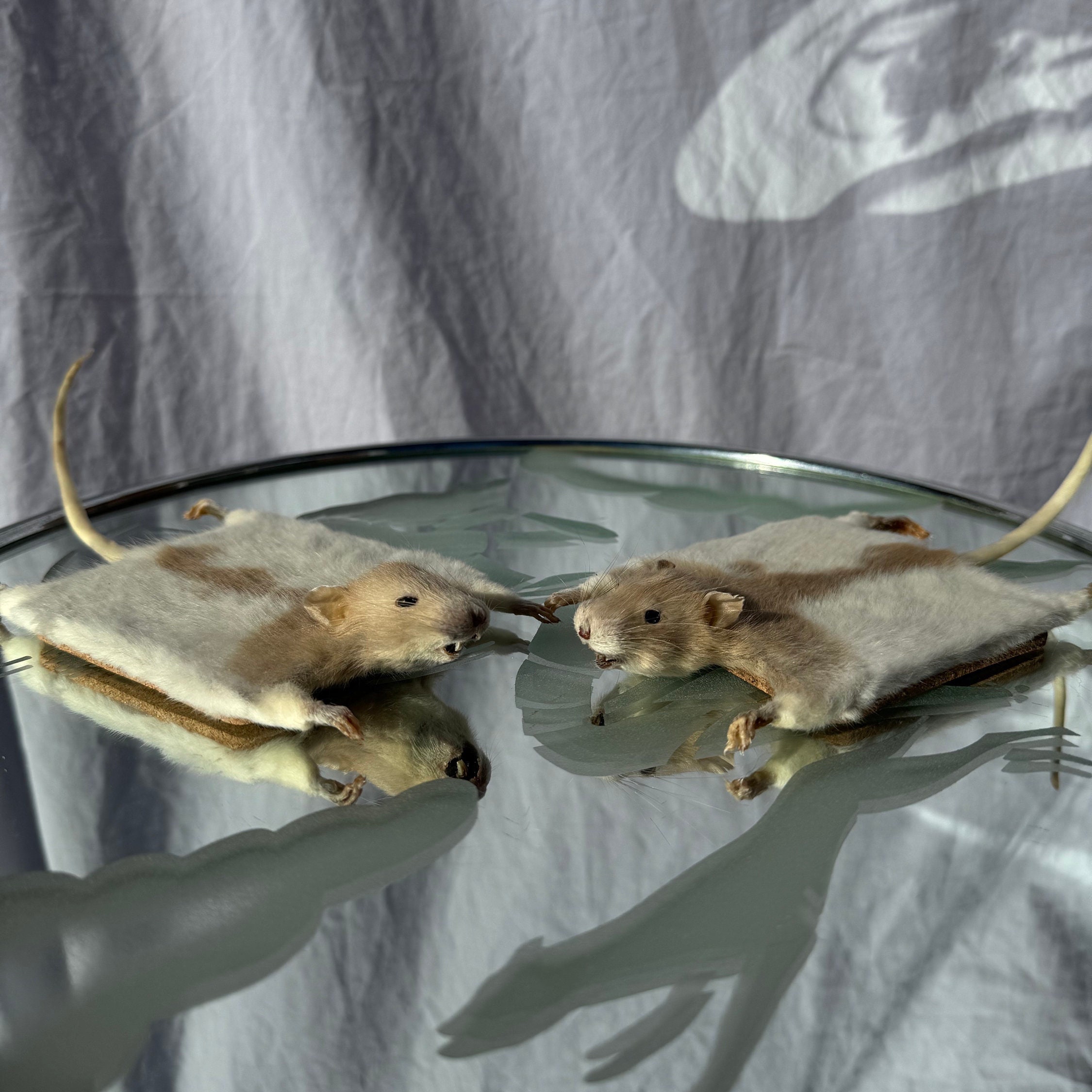 Taxidermy Rat Drink Coaster - Etsy