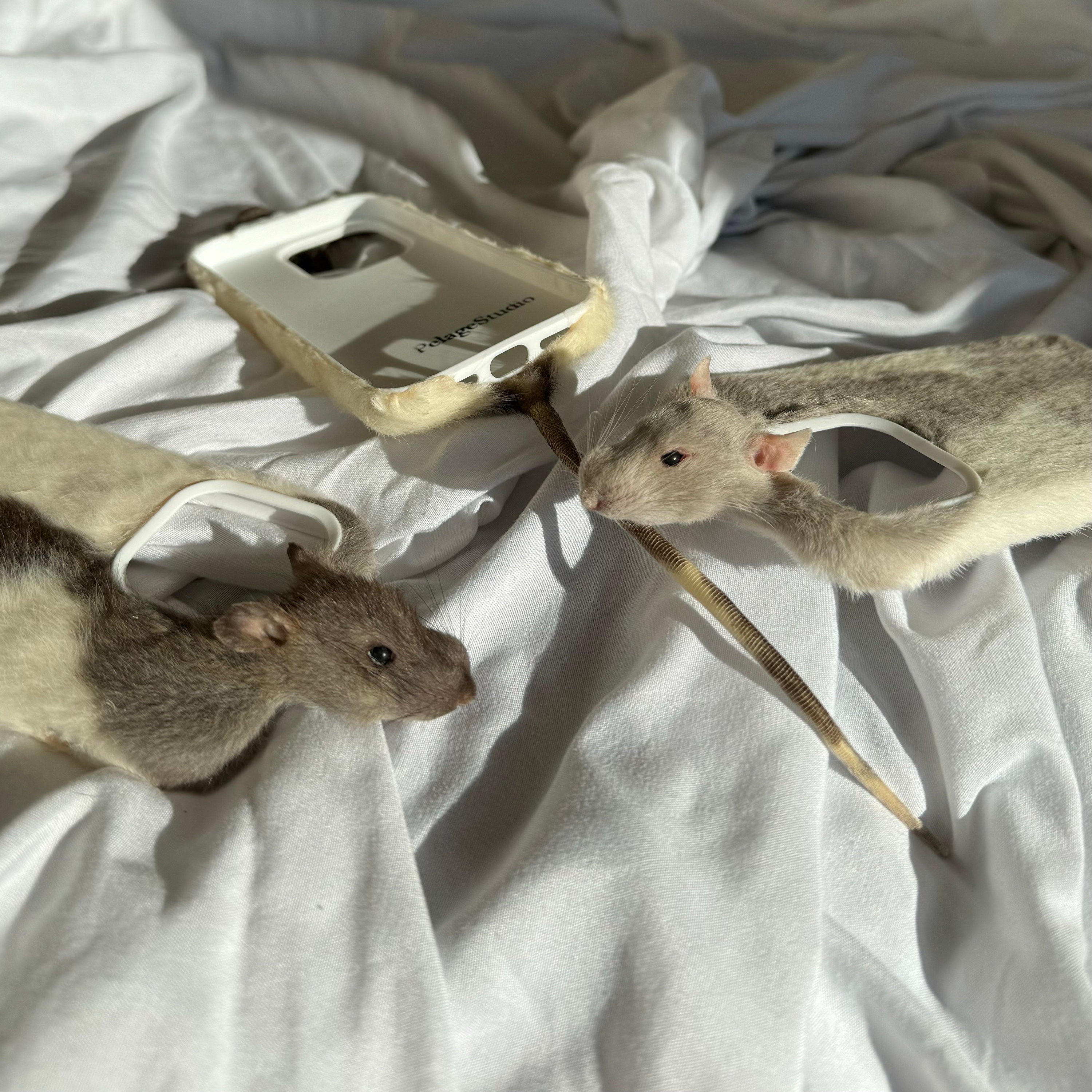 Taxidermy Rat Phone Case - Etsy