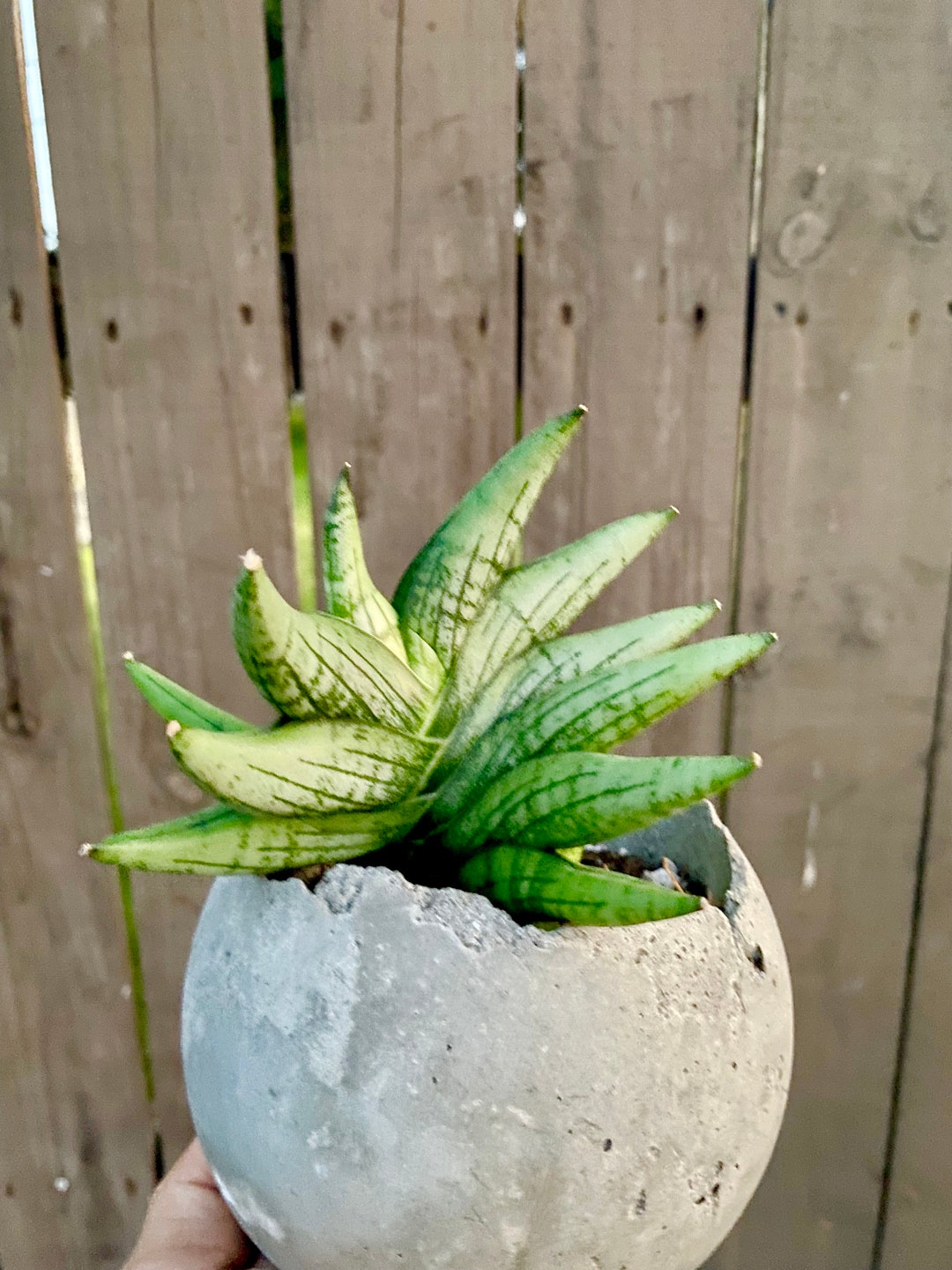 Sansevieria Mini Boncel rare With Concrete Planter - Etsy