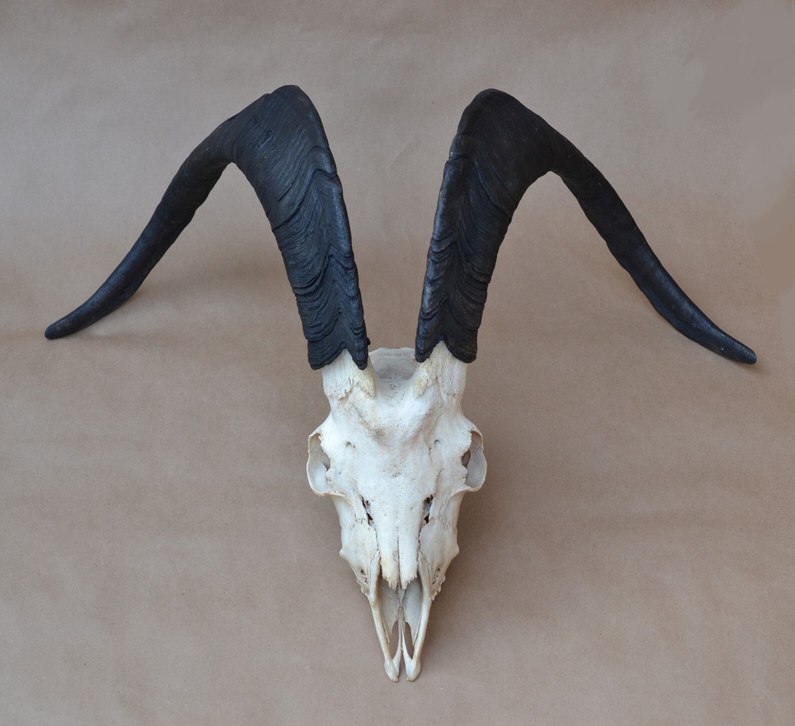 HUGE Ibex Goat Skull: real horns taxidermy sheep ram | Etsy