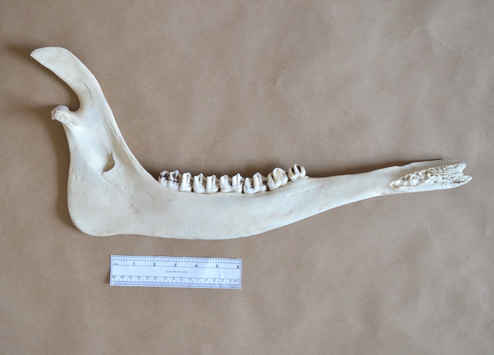 Moose Jaw Bone: skull skeleton teeth jawbone taxidermy | Etsy