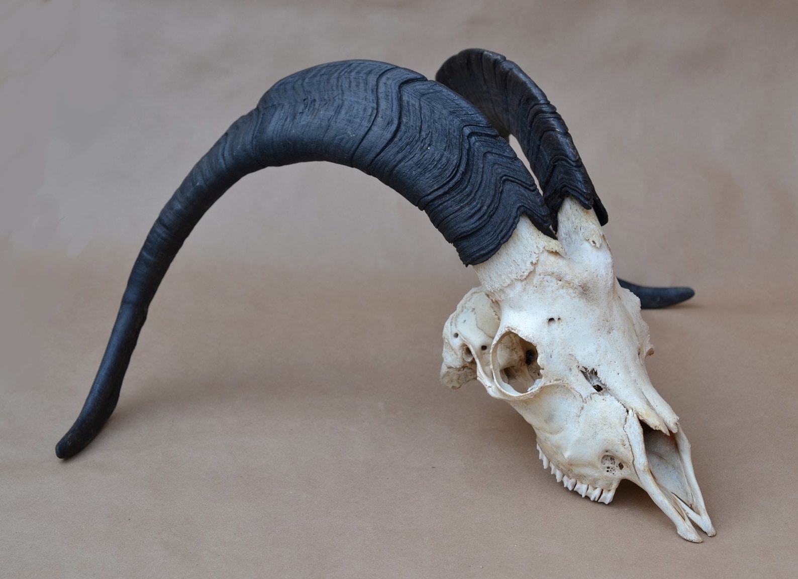 HUGE Ibex Goat Skull: real horns taxidermy sheep ram | Etsy