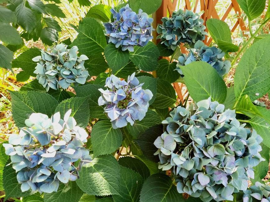 Summertime Blues Series Cape Cod Hydrangeas. Original - Etsy
