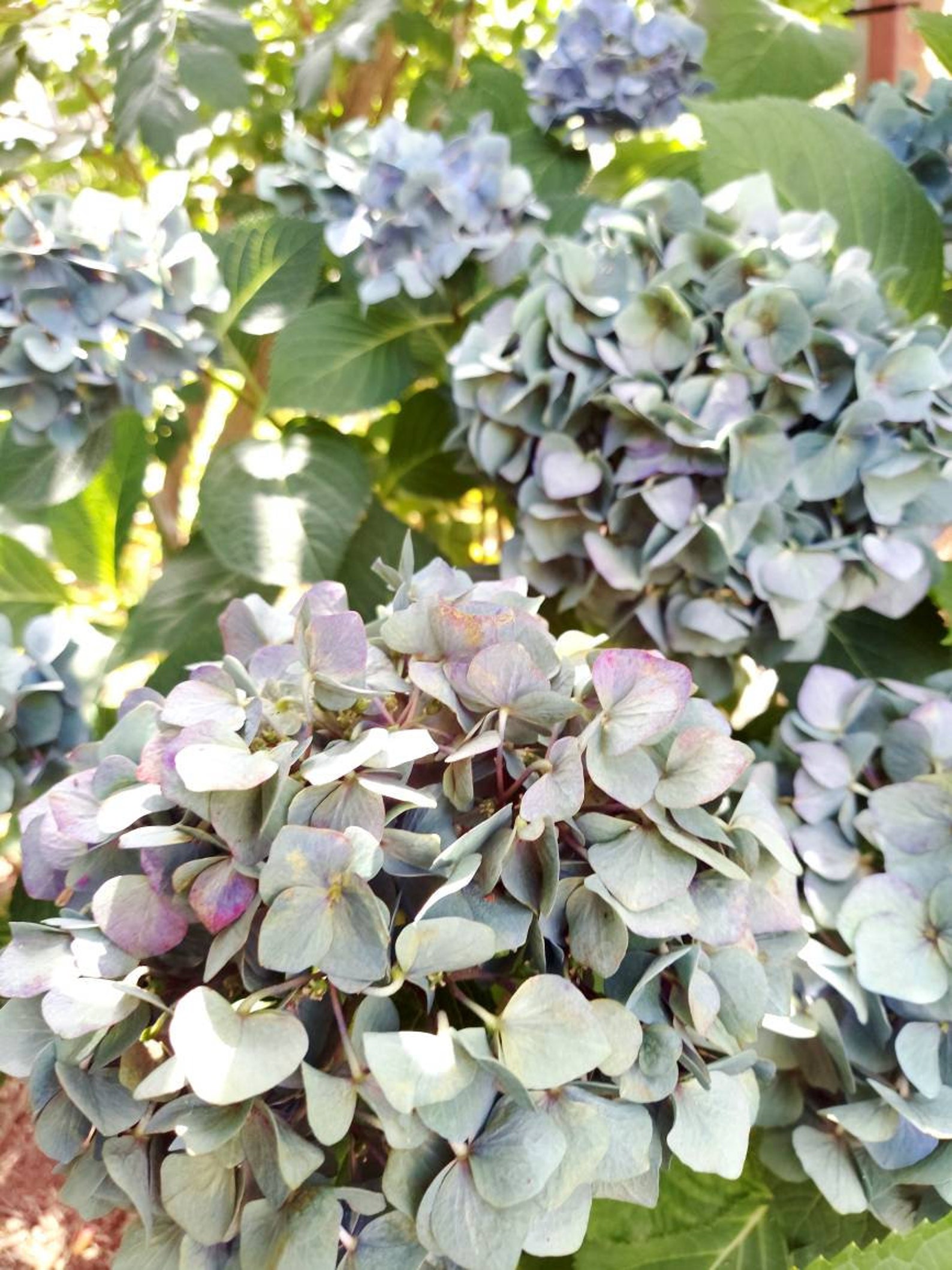 Summertime Blues Series, Cape Cod Hydrangeas. Original Handpainted ...