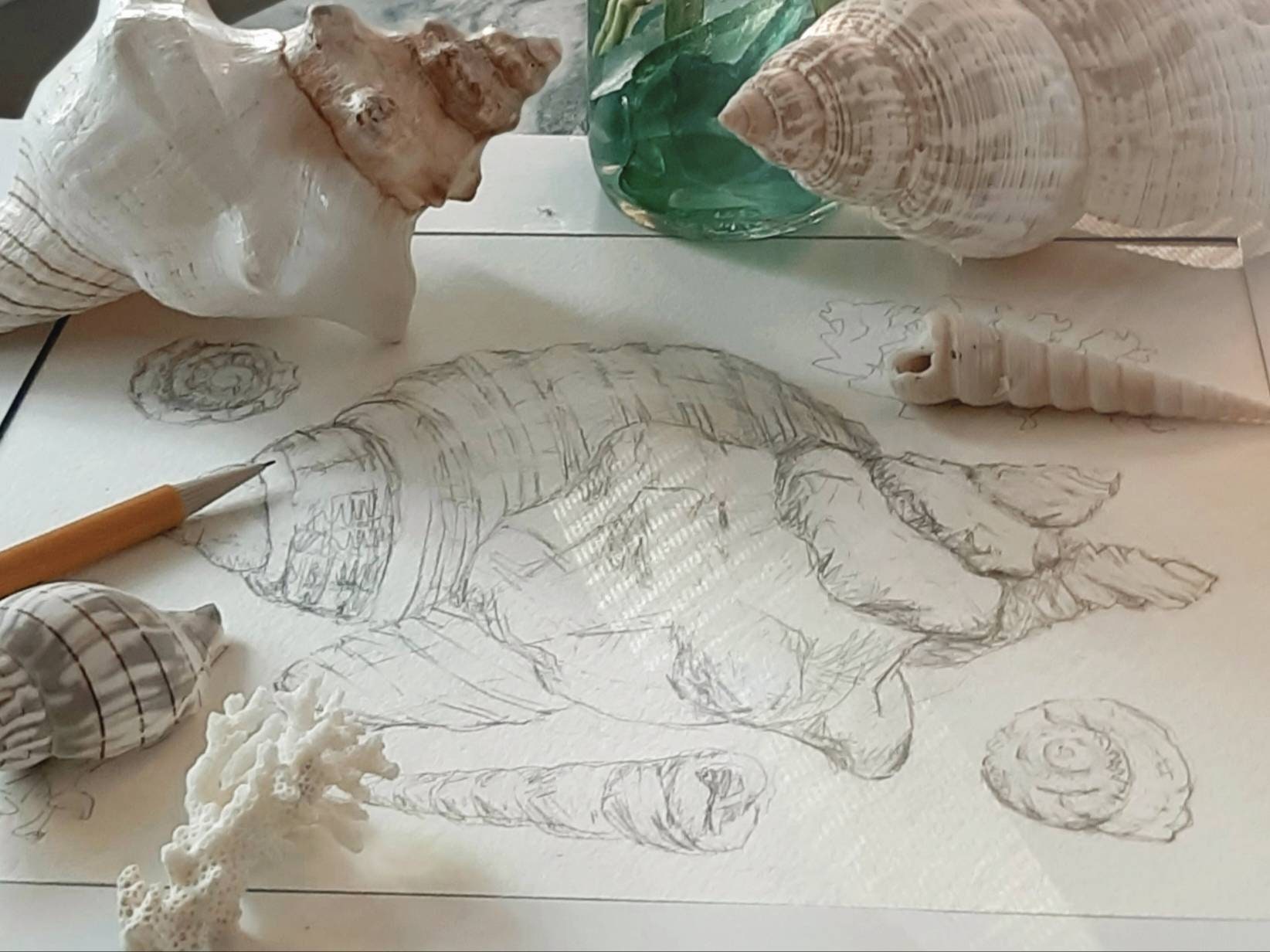 Sea Shell Collection Hand-painted Watercolor Inspired by Cape Cod ...