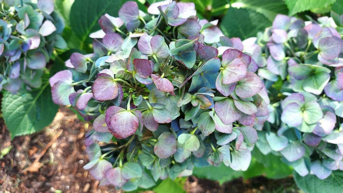 Summertime Blues Series, Cape Cod Hydrangeas. Original Handpainted ...