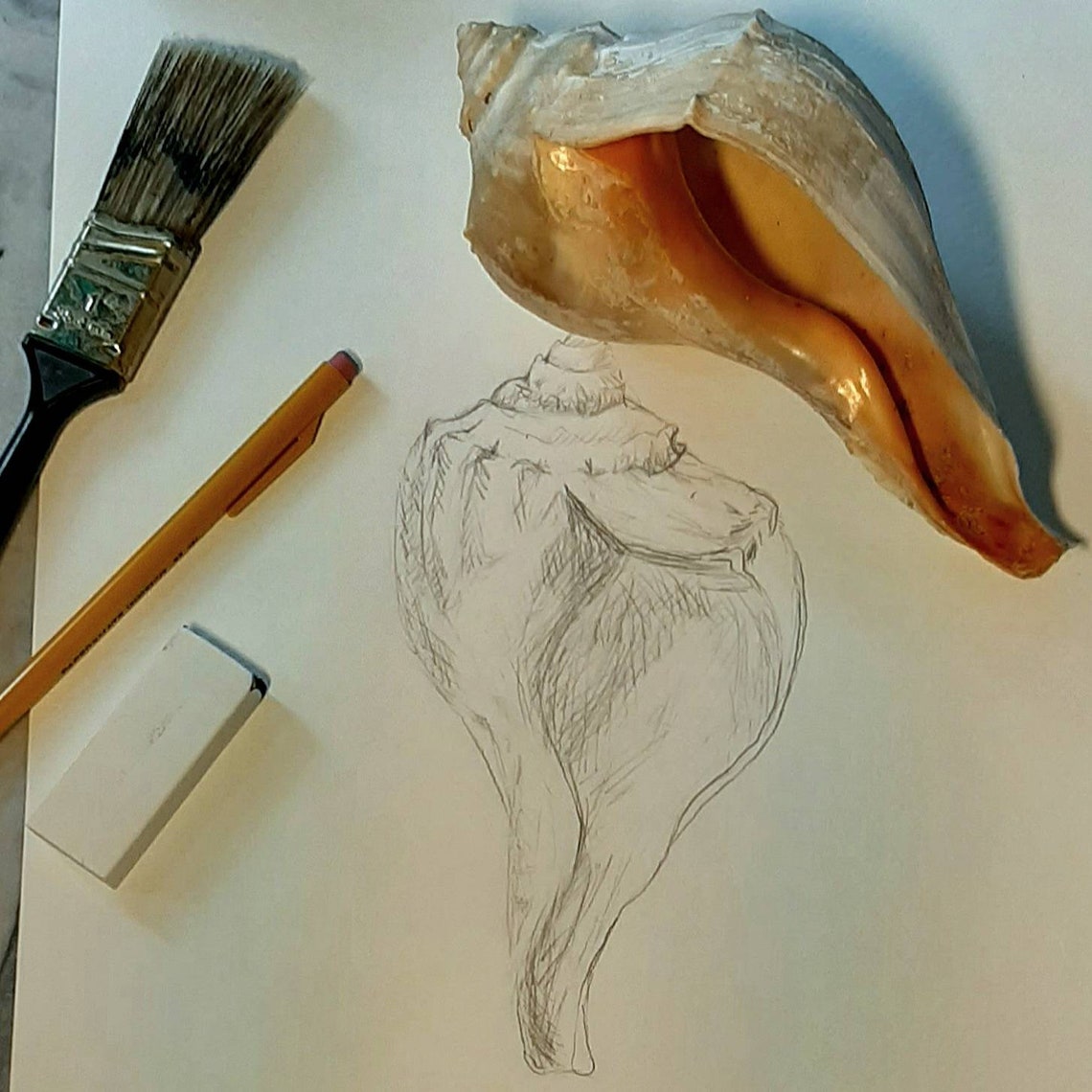 Sea Shell Collection Hand-painted Watercolor Inspired by Cape Cod ...