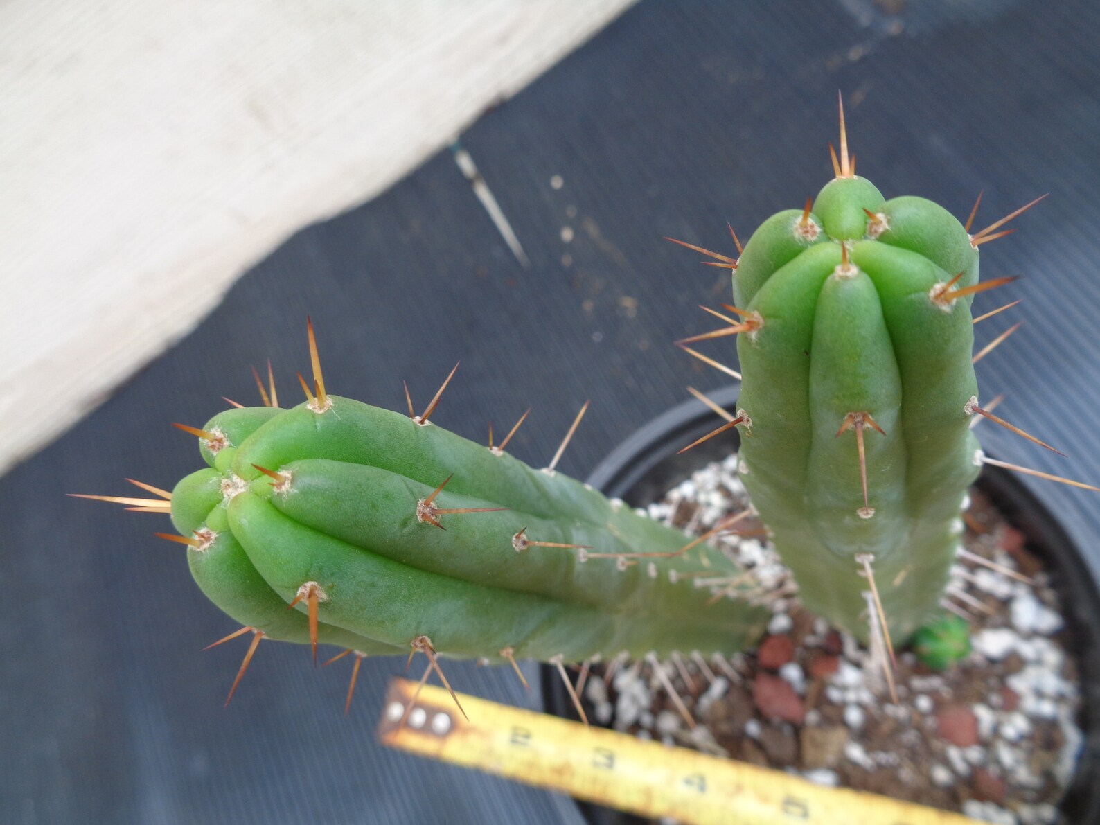 Echinopsis SS02 X Sierra Canyon - Etsy