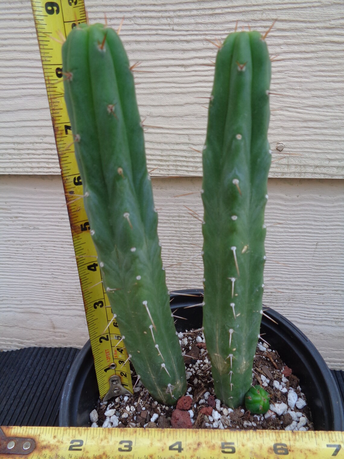 Echinopsis SS02 X Sierra Canyon - Etsy